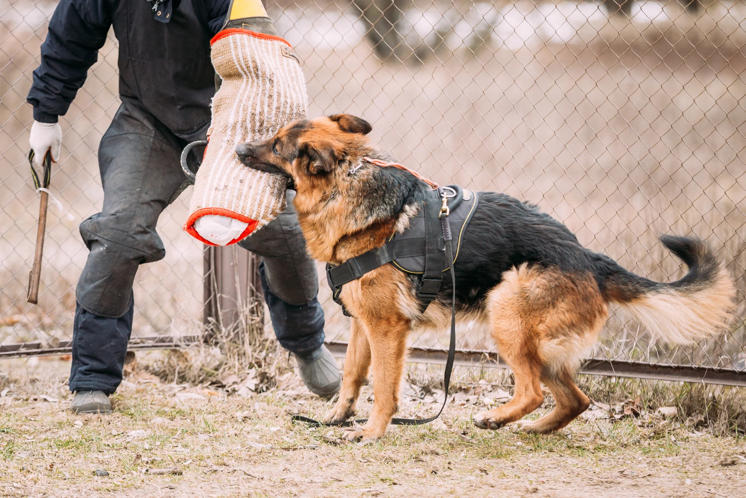 Greenville Dog Bite Lawyer | Elliott Frazier